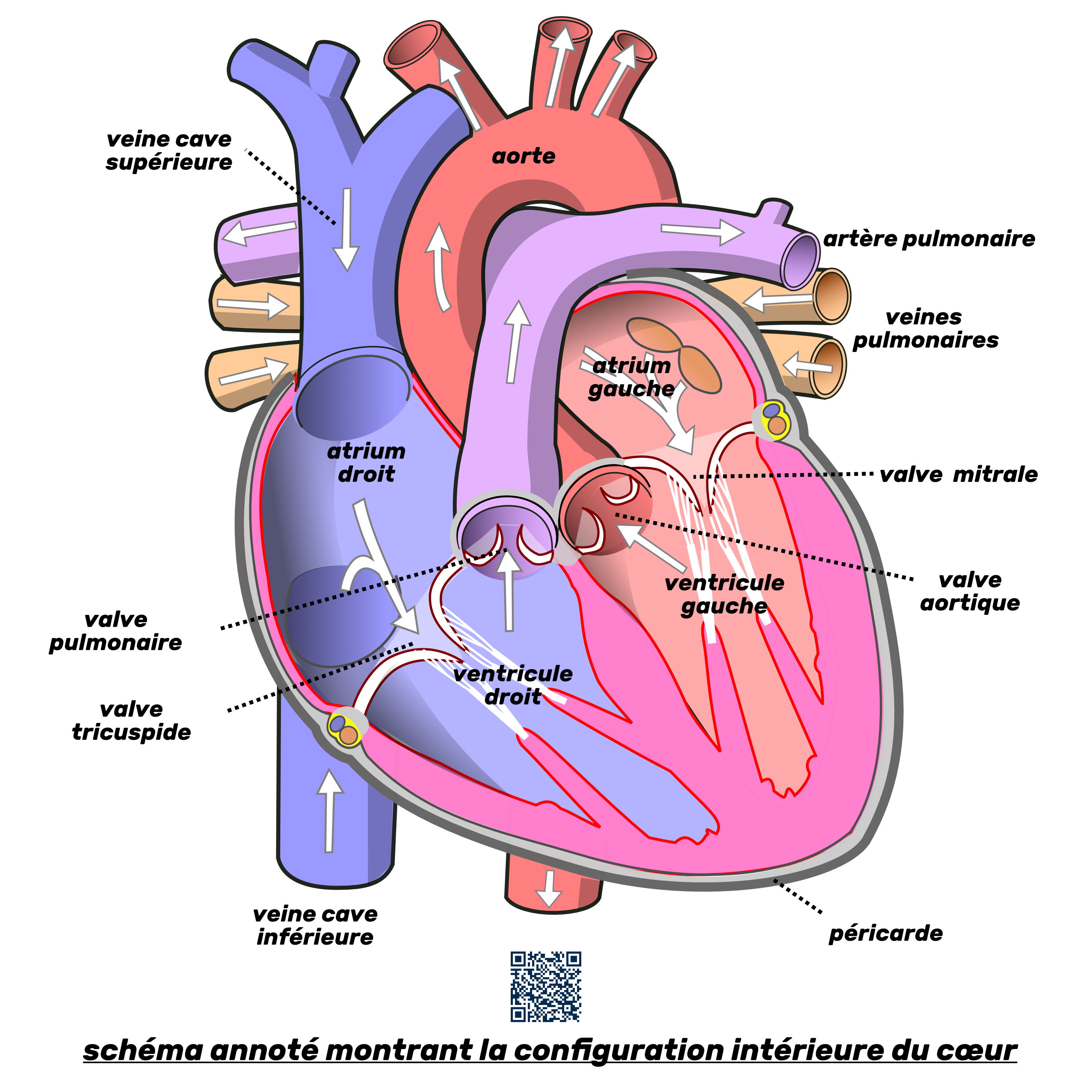 le cœur: configuration extérieure, configuration intérieure et ...